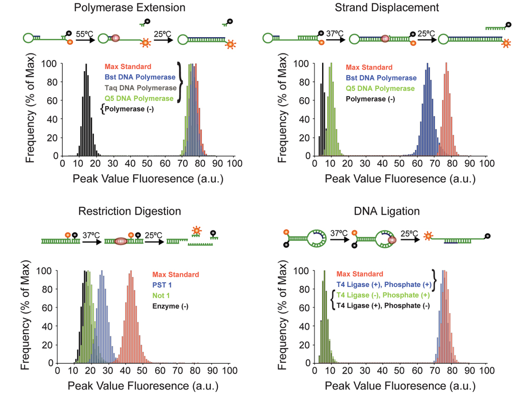 Correlation between genotype and phenotype in enzyme directed evolution ...