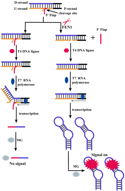 Correlation between genotype and phenotype in enzyme directed evolution - Molefuture-Enzyme ...